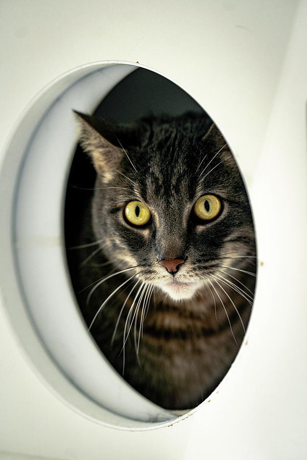 Suspicious Kitty Photograph by Dylan Jarvis - Fine Art America