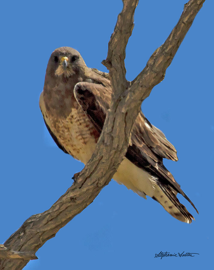 Swainson's Hawk Photograph by Stephanie Salter - Pixels