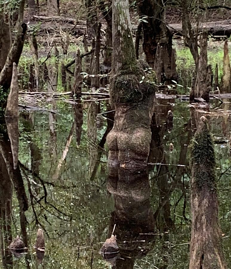 Swamp Art Photograph By Philip Rusnak Fine Art America