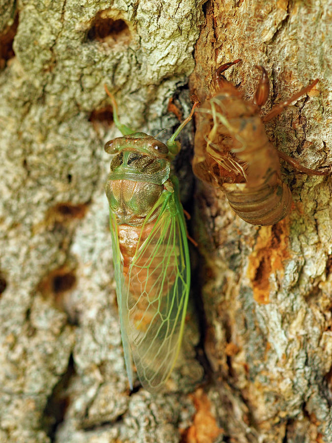 Swamp Cicada Photograph by Peterson Nature Photography | Fine Art America