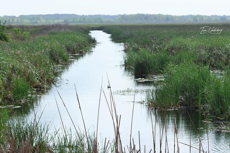 Swamp Photograph by Eva Underberg - Pixels Merch