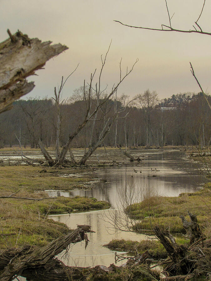 Swamp lands Photograph by Savannah Emery - Fine Art America