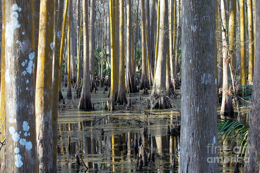Swamp Photograph by Mike Bouldin - Fine Art America