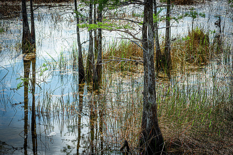 Swamp trees Photograph by Don McDaniel - Pixels
