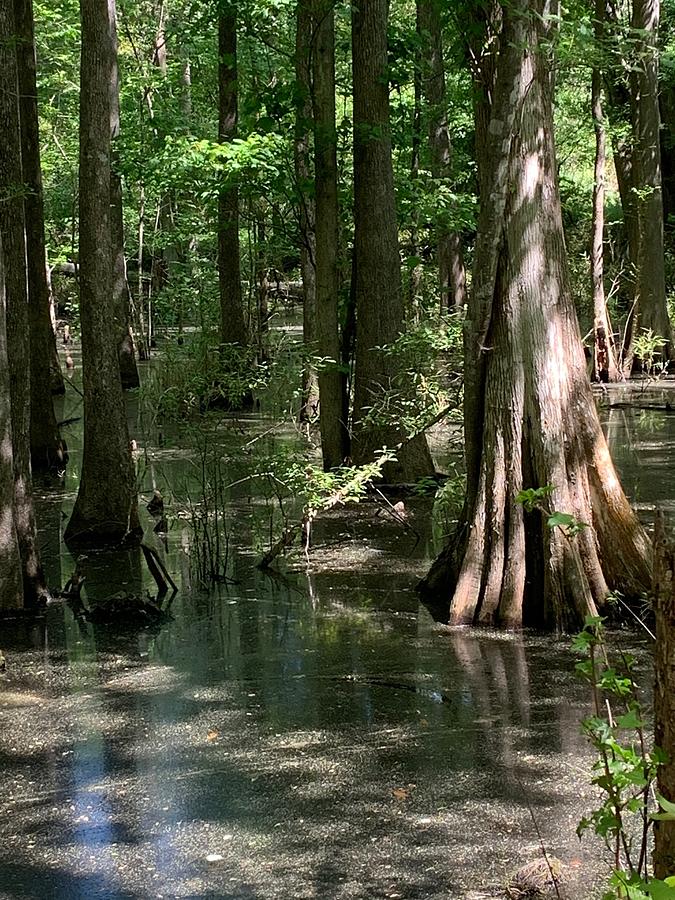 Swamp Trees Photograph by Dorothy Minkus-McKenna - Fine Art America