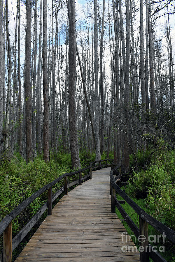 Swamp Walk Photograph by Brenda Harle - Fine Art America