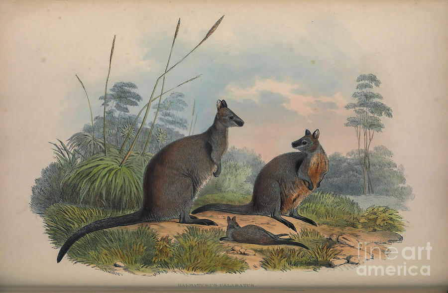 Swamp Wallaby Wallabia Bicolor C1 Drawing By Historic Illustrations