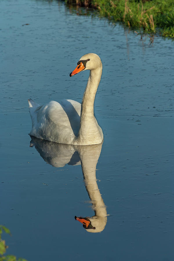 Swan reflection Photograph by David Mulder - Fine Art America