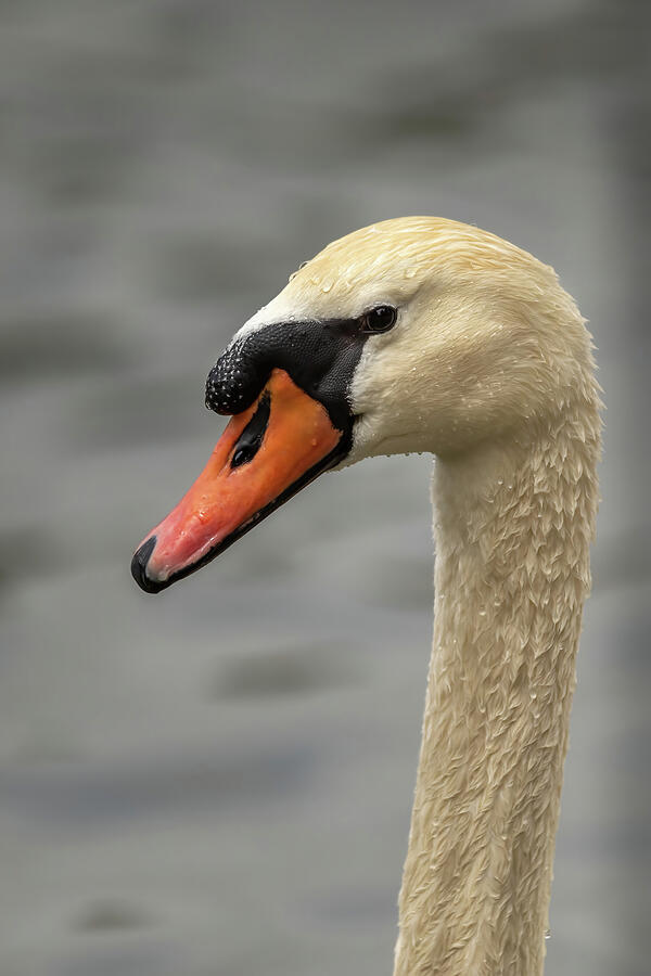 Swan Side Profile Photograph by MaryJane Sesto - Pixels