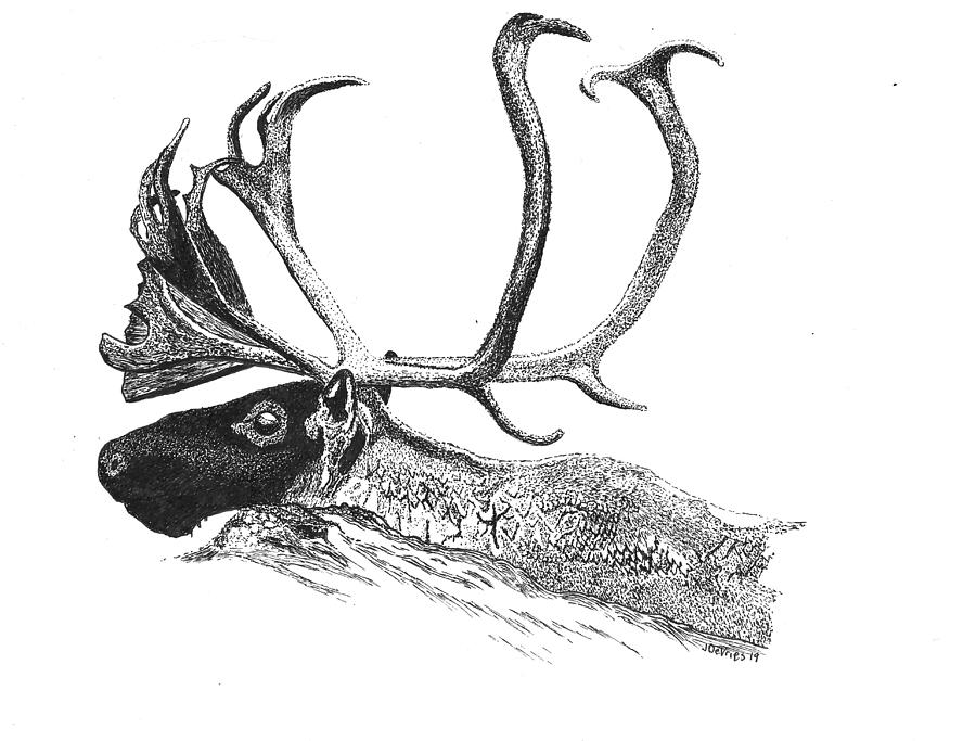 Swimming Caribou Drawing by Jim DeVries - Fine Art America