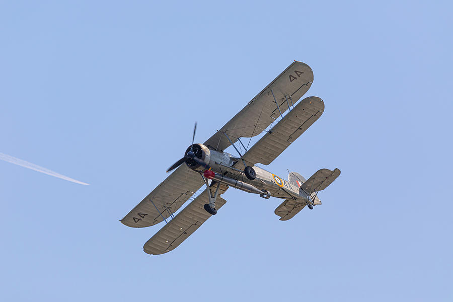 Swordfish Stringback Photograph by Paul Madden - Fine Art America