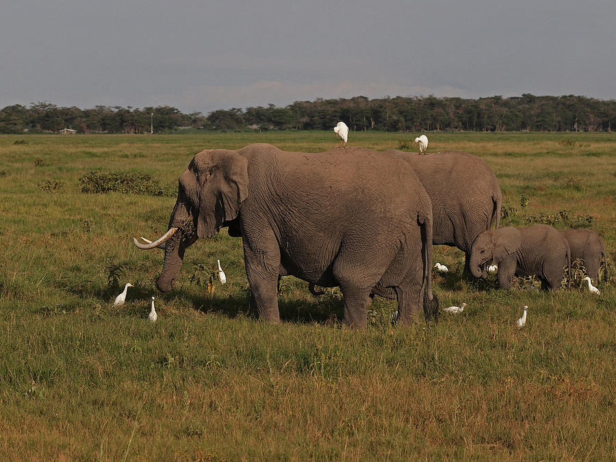 Symbiosis Photograph by Ajit Pillai - Fine Art America