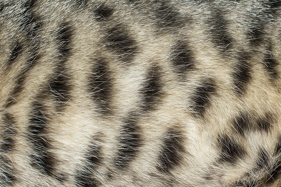 Tabby Cat Fur Texture Photograph by Damian Pawlos - Fine Art America