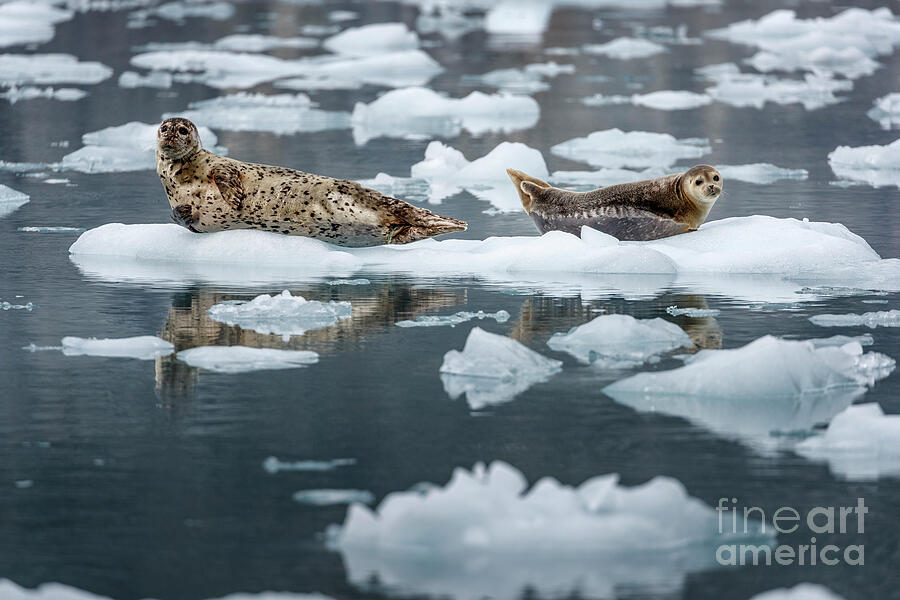 Tail Touch Photograph by Jeff Schultz - Fine Art America