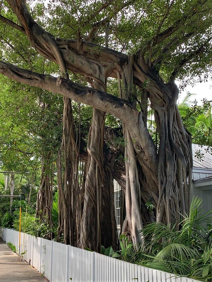 Tangled Tree Photograph by Gregory A Mitchell Photography - Fine Art ...