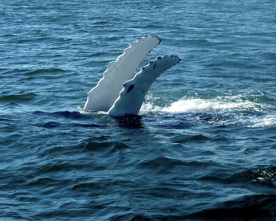 Tango on the Ocean Photograph by Anjie Kay - Fine Art America