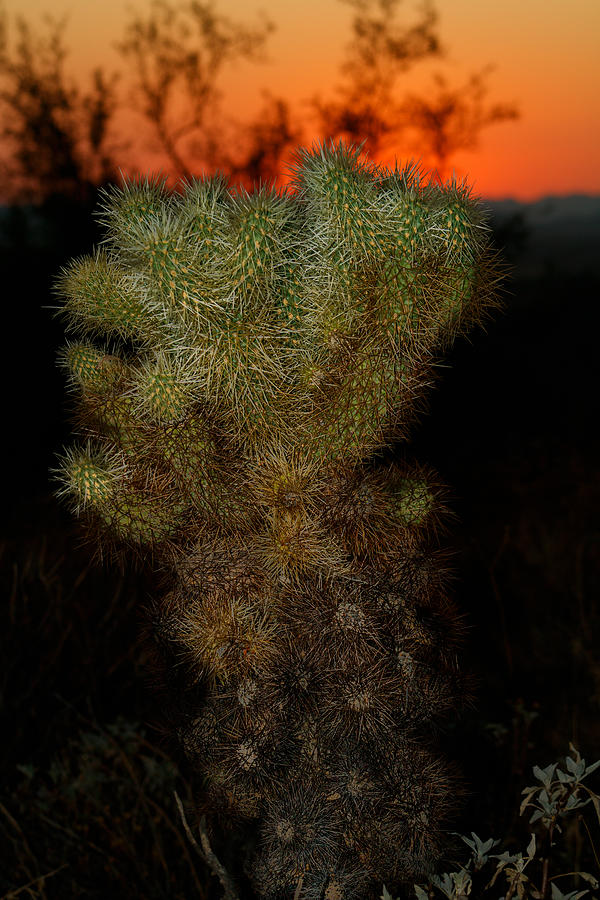 Teddy Bear Cholla At Sunset Photograph By Matthew Hartshorn Fine Art America