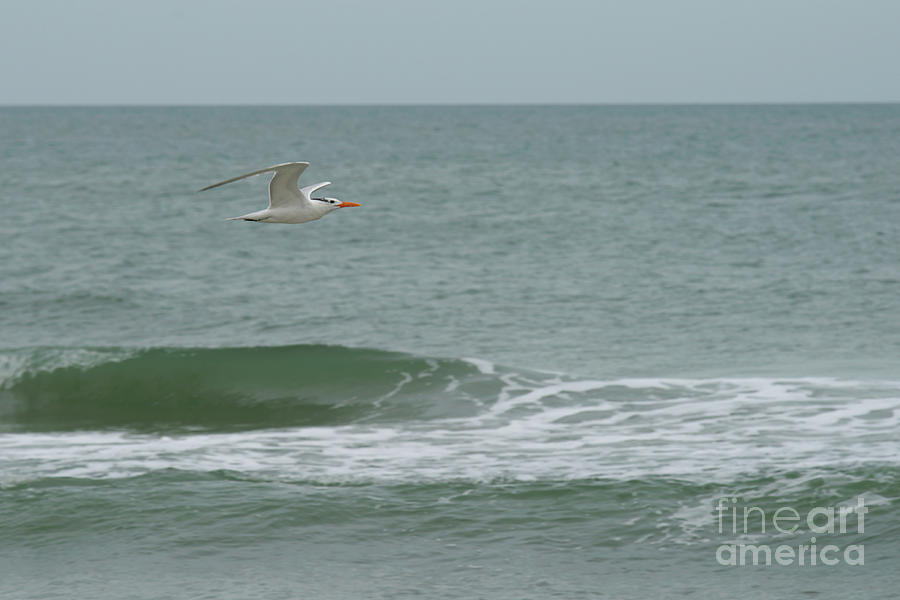 Tern Over The Waves 2228 Photograph By Marvin Reinhart Fine Art America