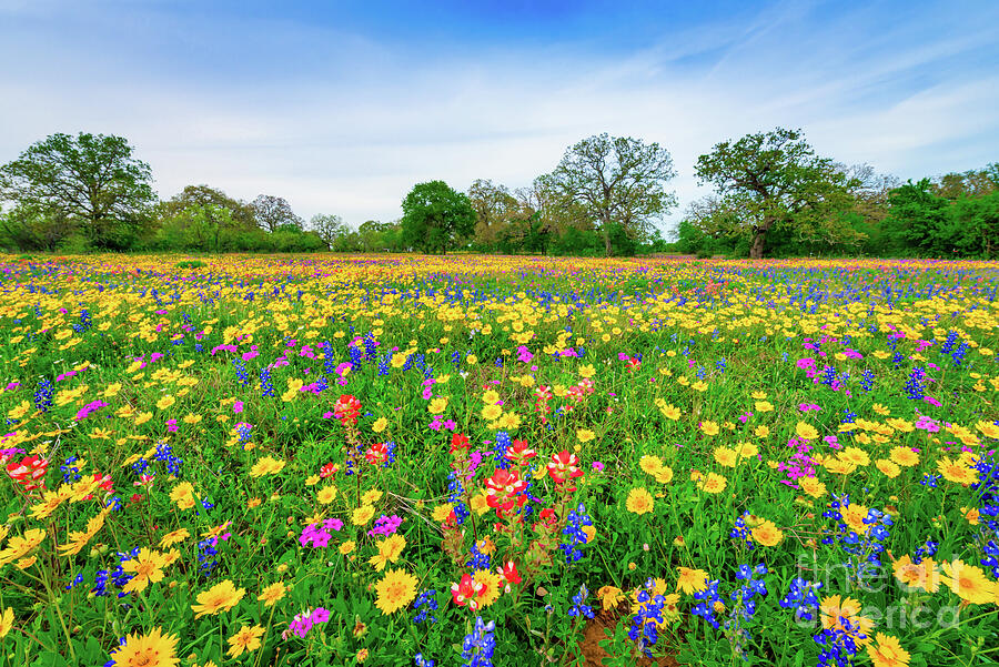 Texas wildflowers Photograph by Bee Creek Photography - Tod and Cynthia ...