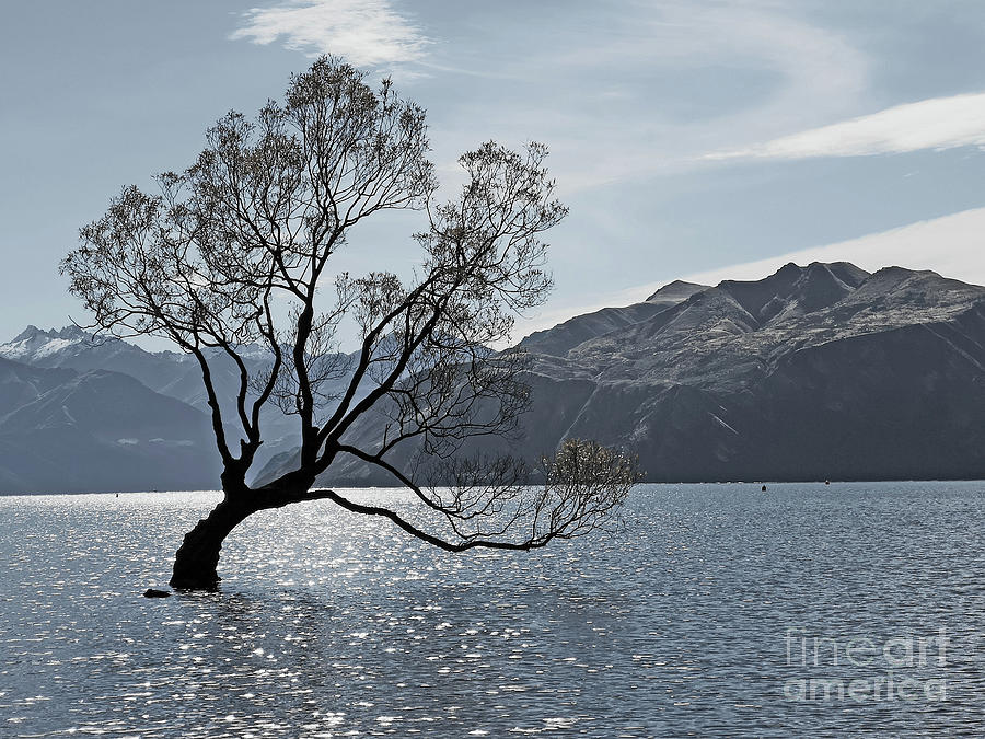 That Wanaka Tree Photograph by Jorge Da Fonseca - Pixels