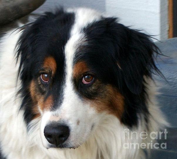 The Aussie Look Photograph by Patsy Pankey - Pixels