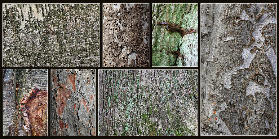 The Beauty of Bark 3 061822 Photograph by Mary Bedy | Pixels