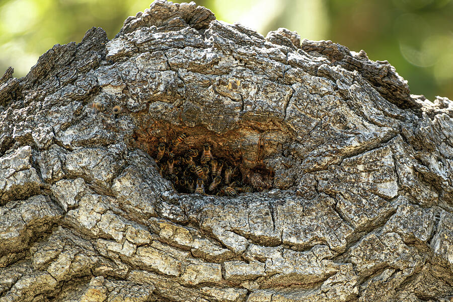 The Bees' Trees Photograph by Brian Morefield - Prose Imagery - Fine ...