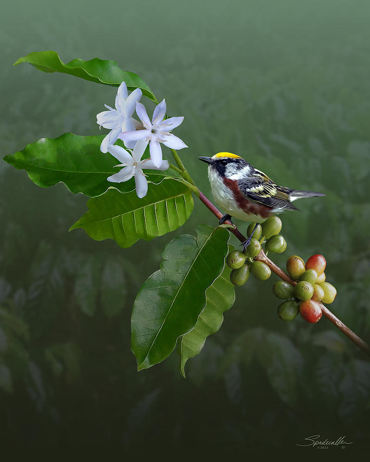 The Bird Friendly Coffee Tree Digital Art by M Spadecaller | Pixels