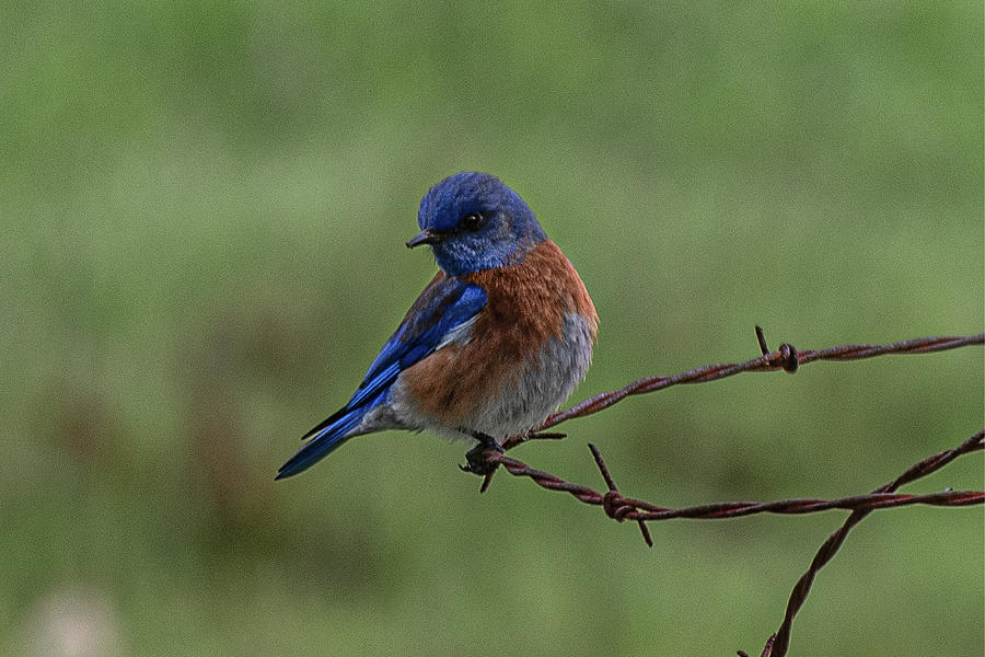 The Bluebird Of Rage Photograph By Brian Morefield Prose Imagery Fine Art America
