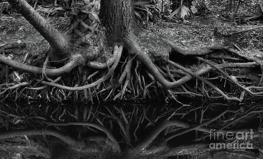 The Deep Roots Photograph by Marvin Spates - Pixels