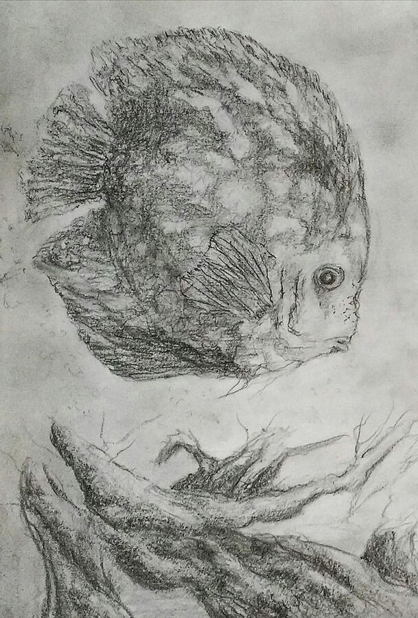 The discus fish Drawing by Fernando Pereira - Fine Art America