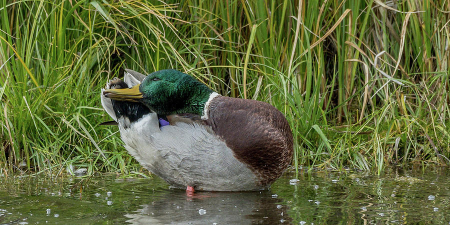 The Duck Preen Photograph by Yeates Photography - Fine Art America