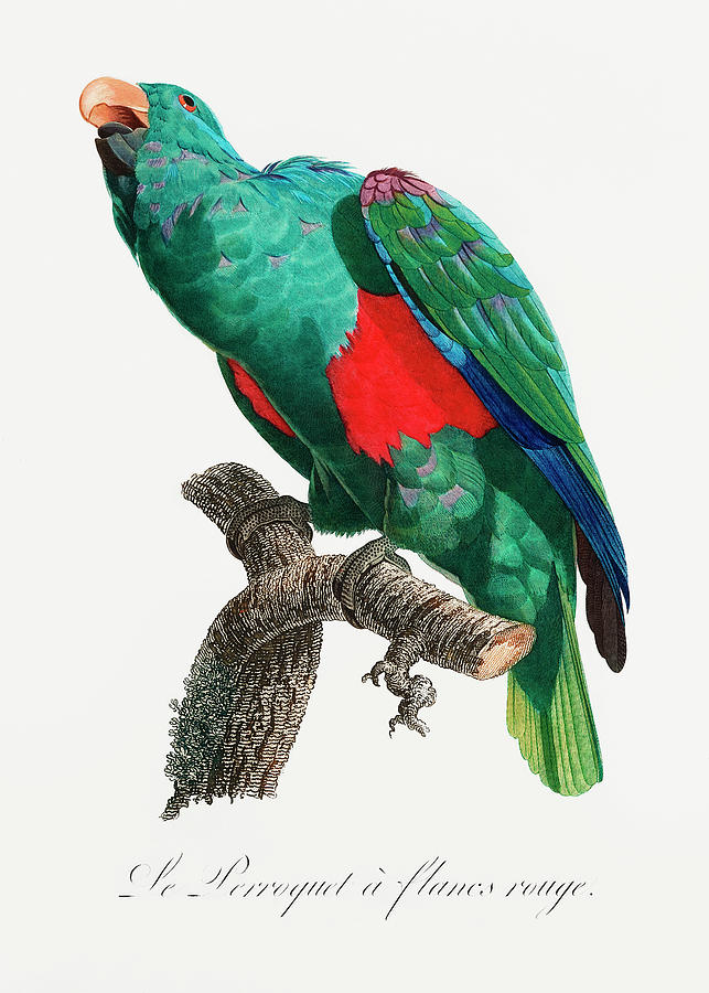 The Eclectus Parro Drawing by Francois Levaillant - Pixels