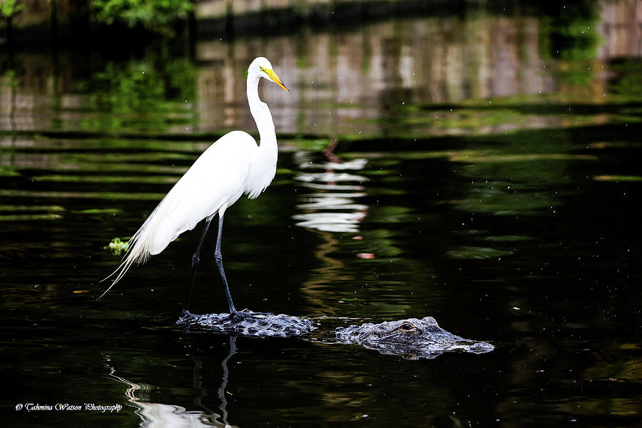 The Egret and The Gator Photograph by Tahmina Watson - Fine Art America