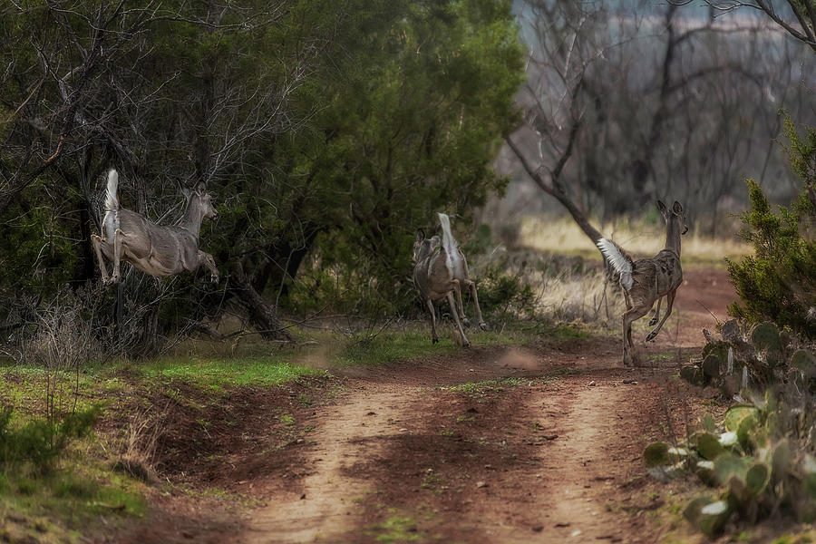 The Get A Way Photograph by Pat Raglin - Pixels