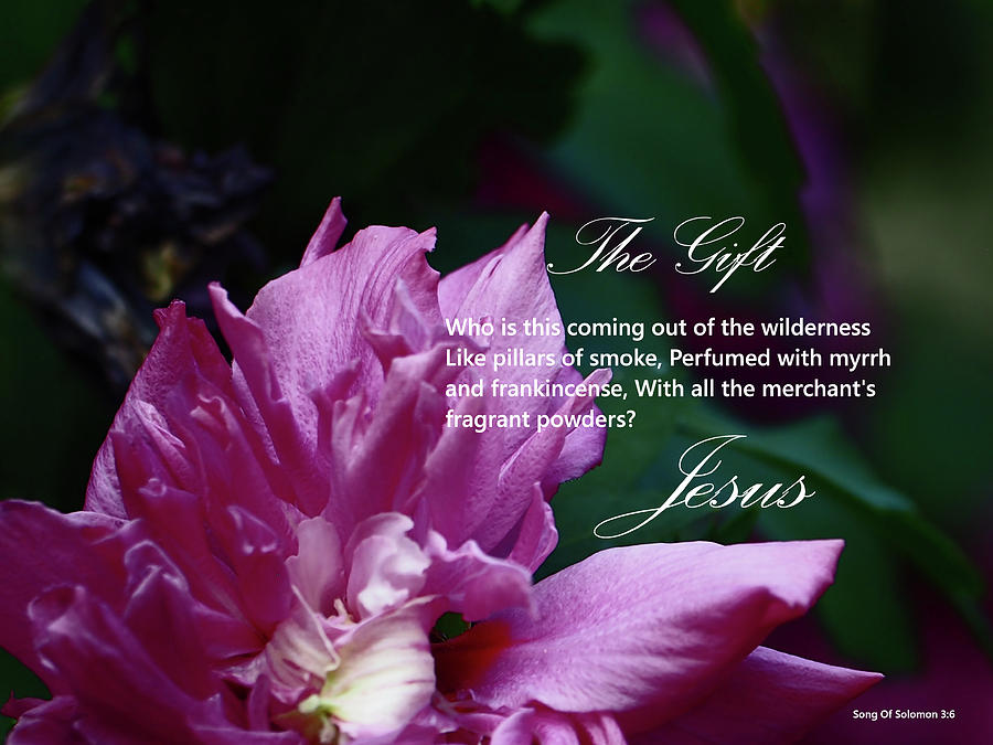 The T Jesus Photograph By Dennis Burton Pixels