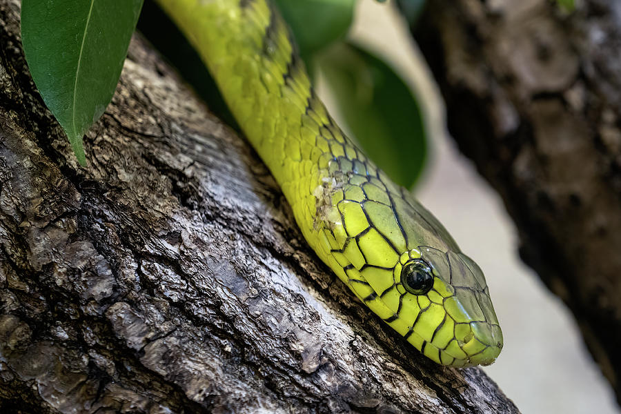 The green mamba venomous snake Photograph by Lubos Chlubny - Pixels