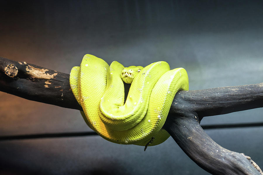 The green tree python - Morelia viridis - is a species of python ...