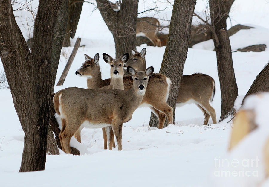 The heard Photograph by Lori Tordsen - Pixels