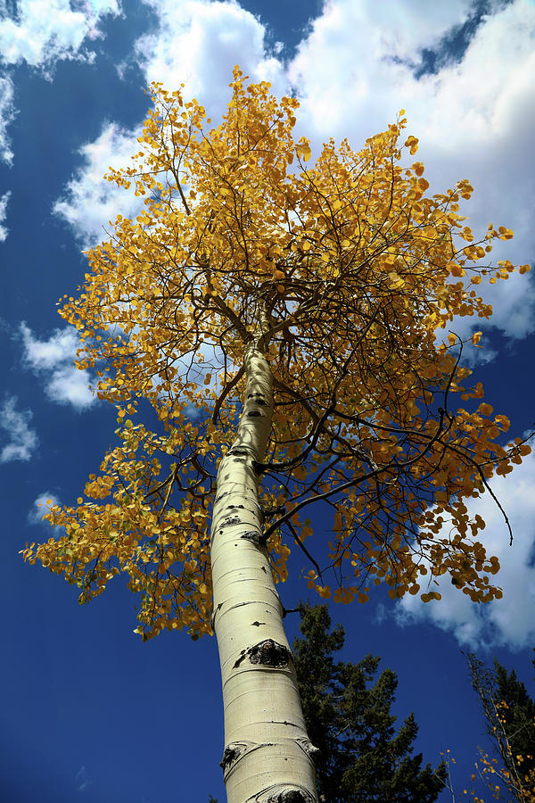 The Highest Aspen Photograph by Patsy Michaud - Fine Art America
