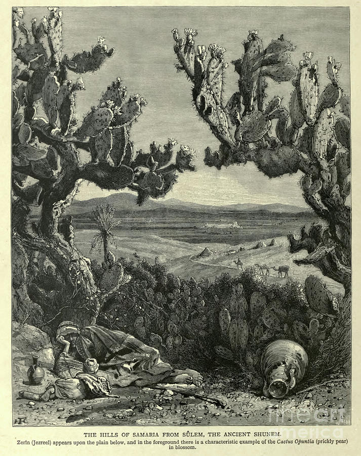 The Hills of Samaria from Sulem, the ancient Shunem or Shunem c1 Drawing by Historic ...