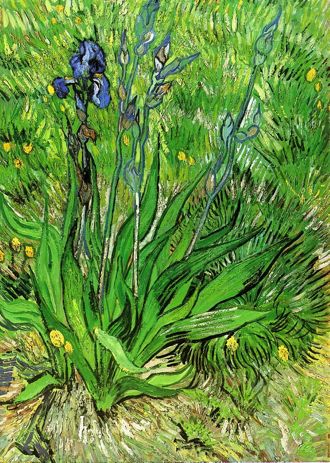 The Iris - Vincent van Gogh Painting by Vincent van Gogh - Fine Art America