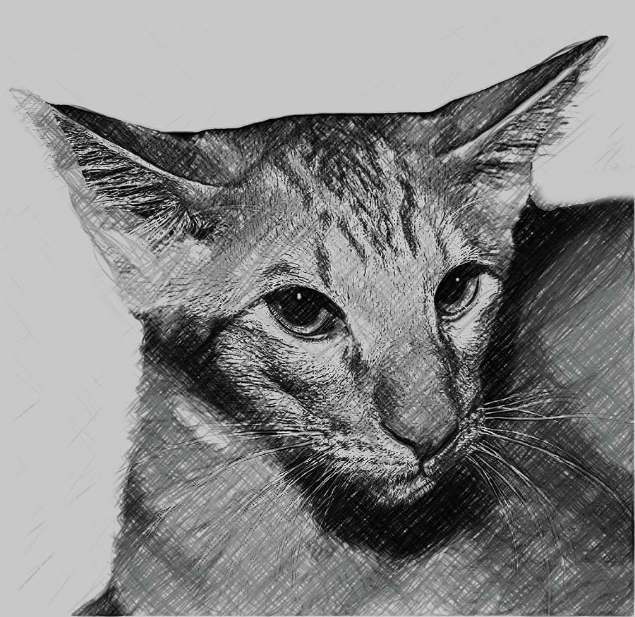 The Javanese Cat Digital Art by Bob Smerecki - Pixels