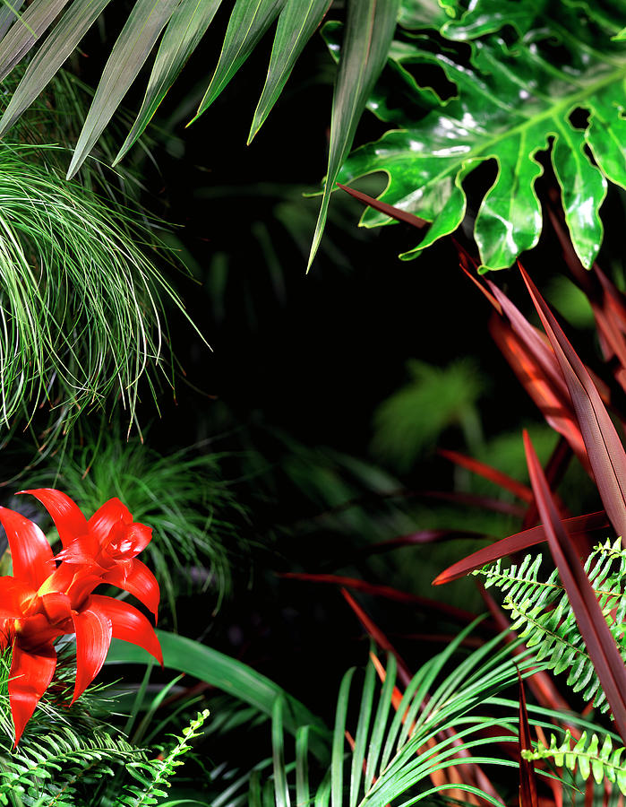 The Jungle Photograph by Kelley King - Fine Art America