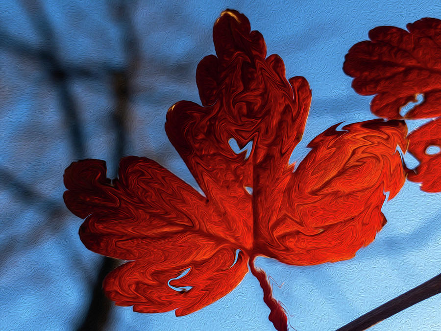 The leaf Photograph by John Dedzej - Fine Art America
