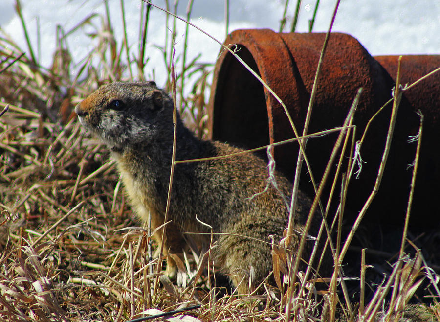 The Lookout Photograph by Wesley Hahn - Fine Art America