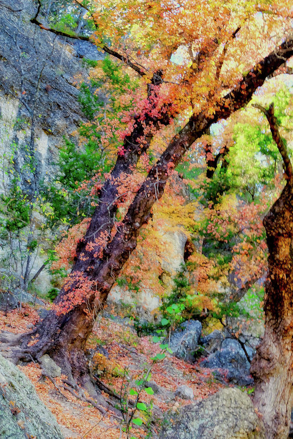 The Lost Maples Photograph by Cathy P Jones