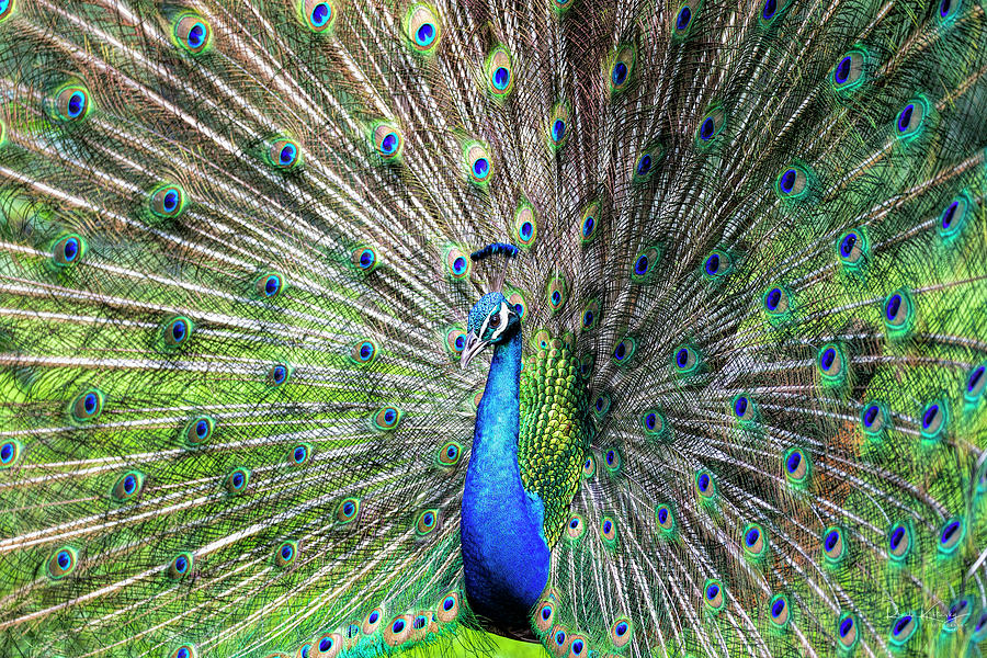The Majesty Of The Peacock Photograph By Ronald Kotinsky Fine Art America