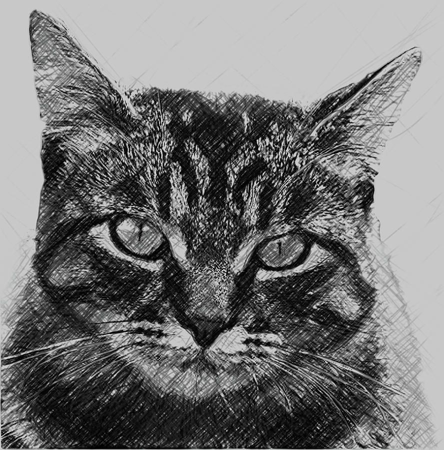 The Manx Cat Digital Art by Bob Smerecki - Fine Art America