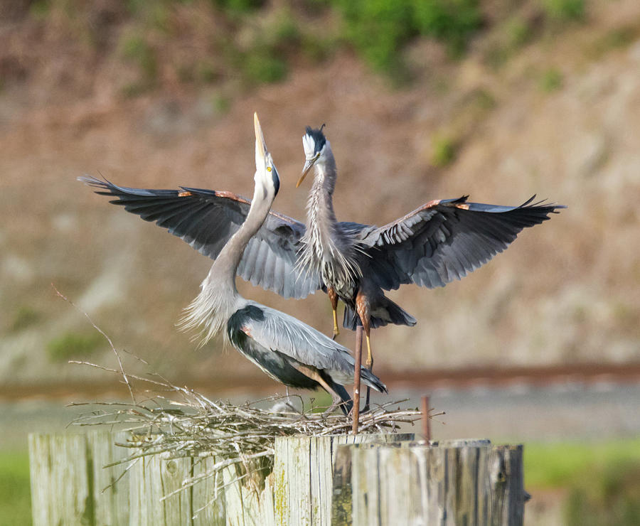 The Mating Dance 2 Photograph By Janine Harles Pixels